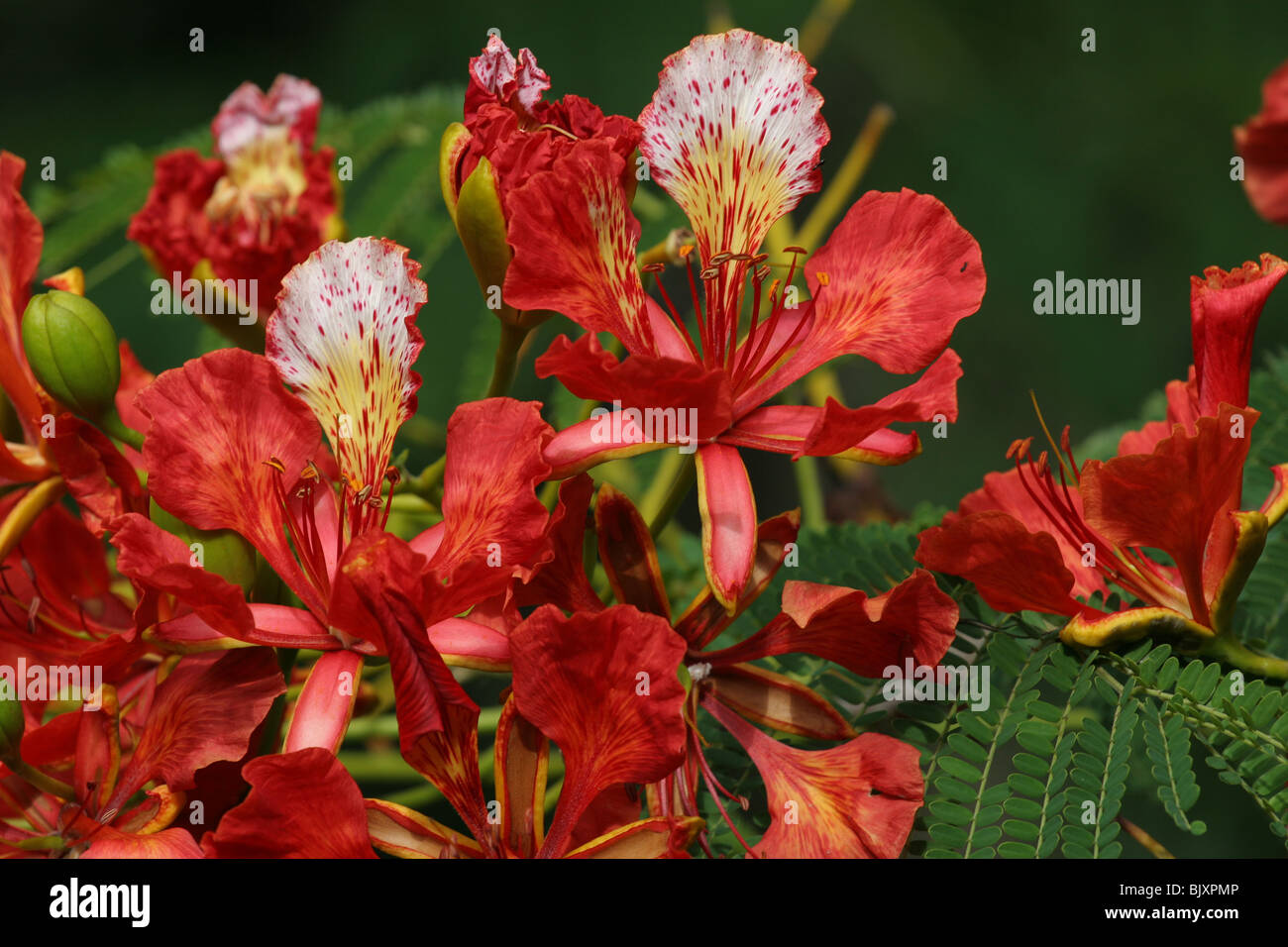 jacaranda flower Arusha Tanzania tree Stock Photo - Alamy