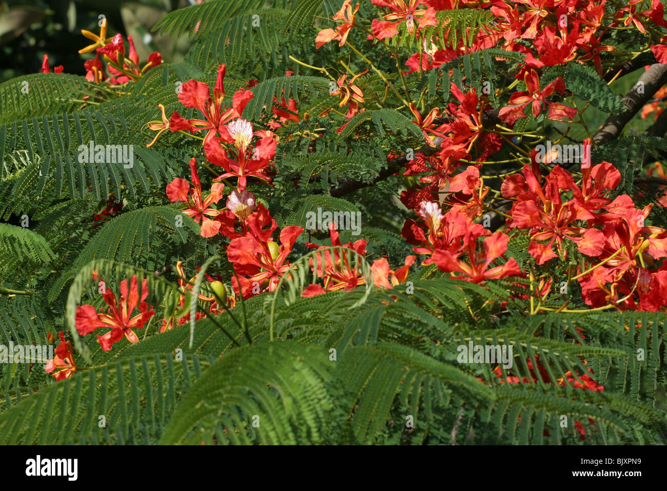 Jacaranda flower arusha tanzania tree hi-res stock photography and ...