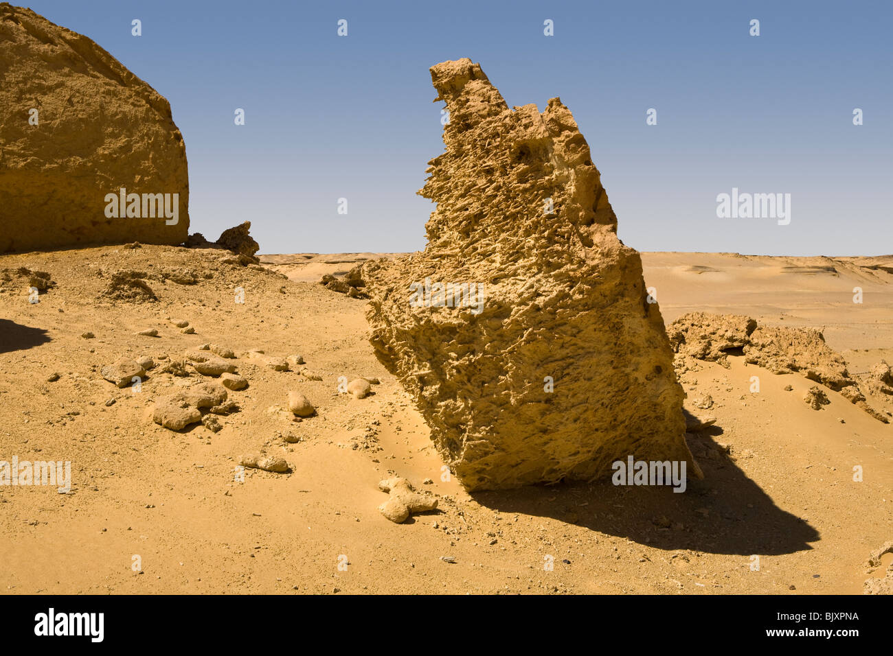 Fossilised mangrove tree roots in the Valley of The Whales, Wadi El ...
