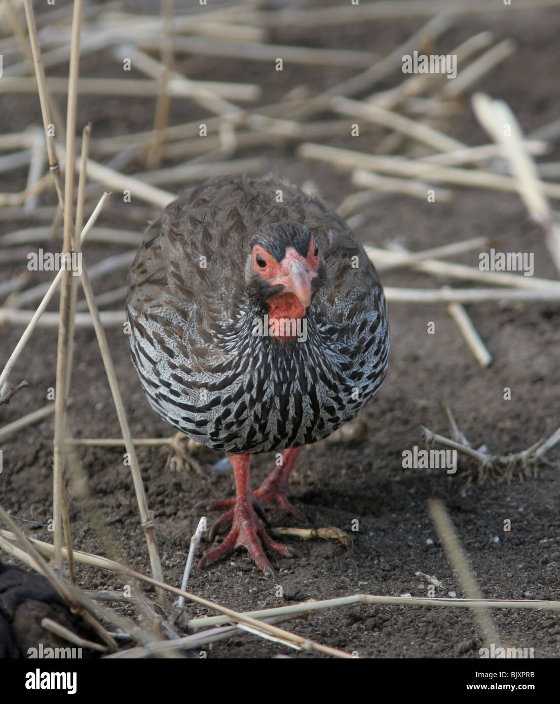 red necked spurfowl Tarangire river national park Tanzania Stock Photo ...