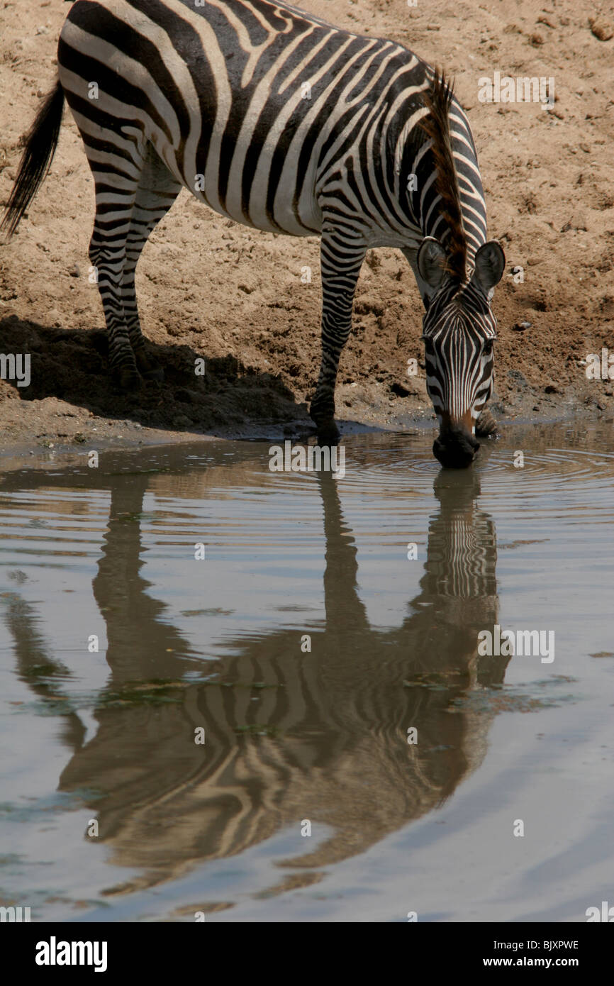Zebra drinking reflection water hole Tanzania Tarangire national park ...