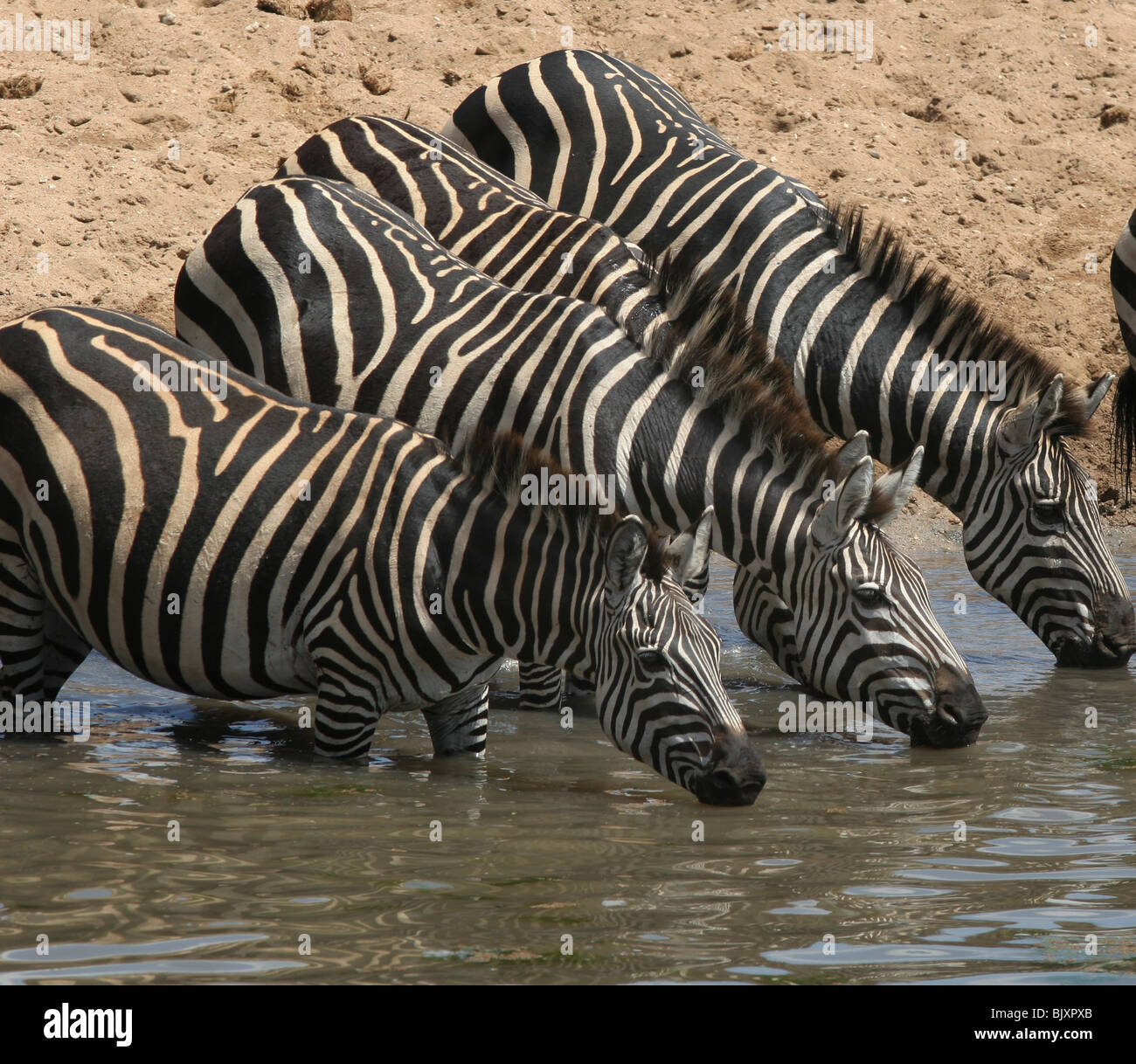 Zebra drinking reflection water hole Tanzania Tarangire national park ...