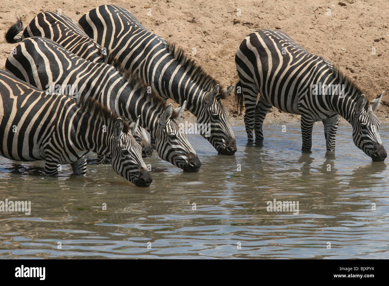 Zebra drinking reflection water hole Tanzania Tarangire national park ...