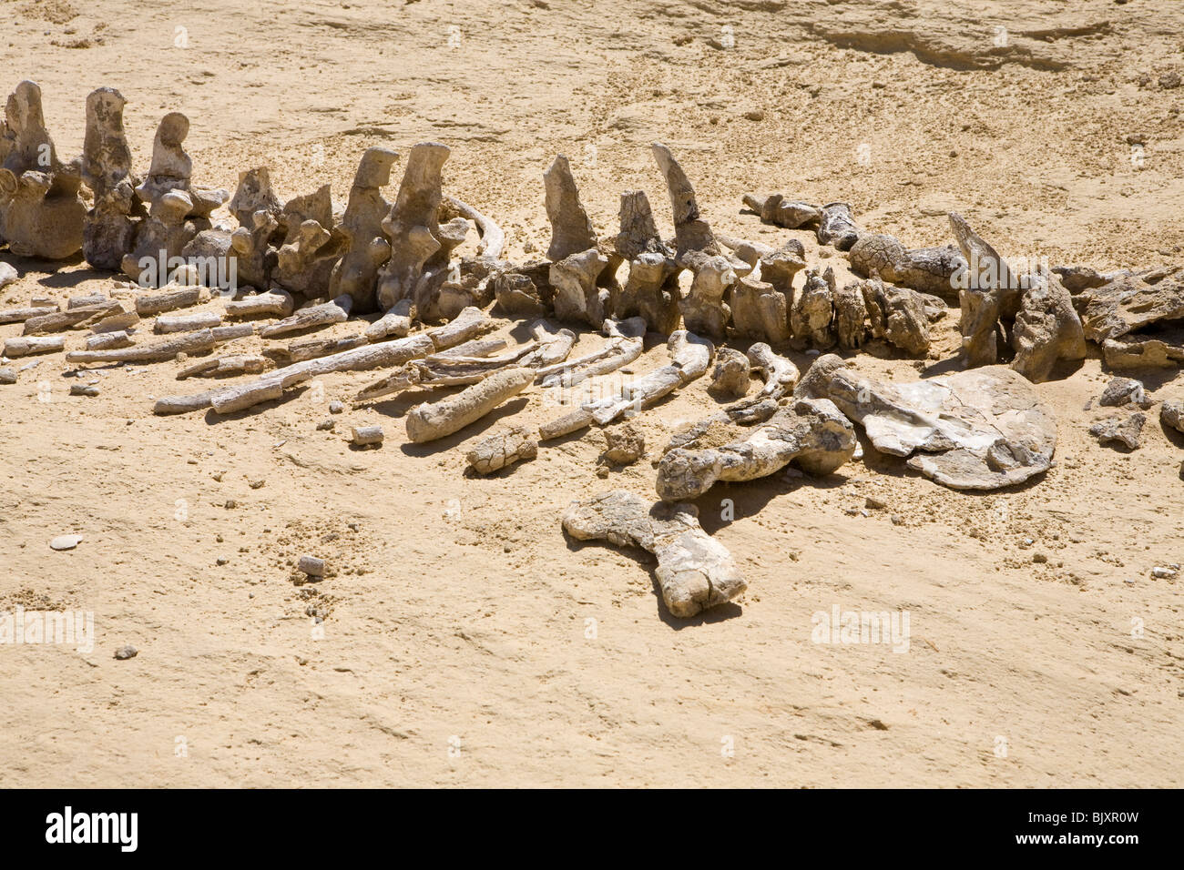 Fossilised bones of ancient whales in the Valley of The Whales, Wadi El ...