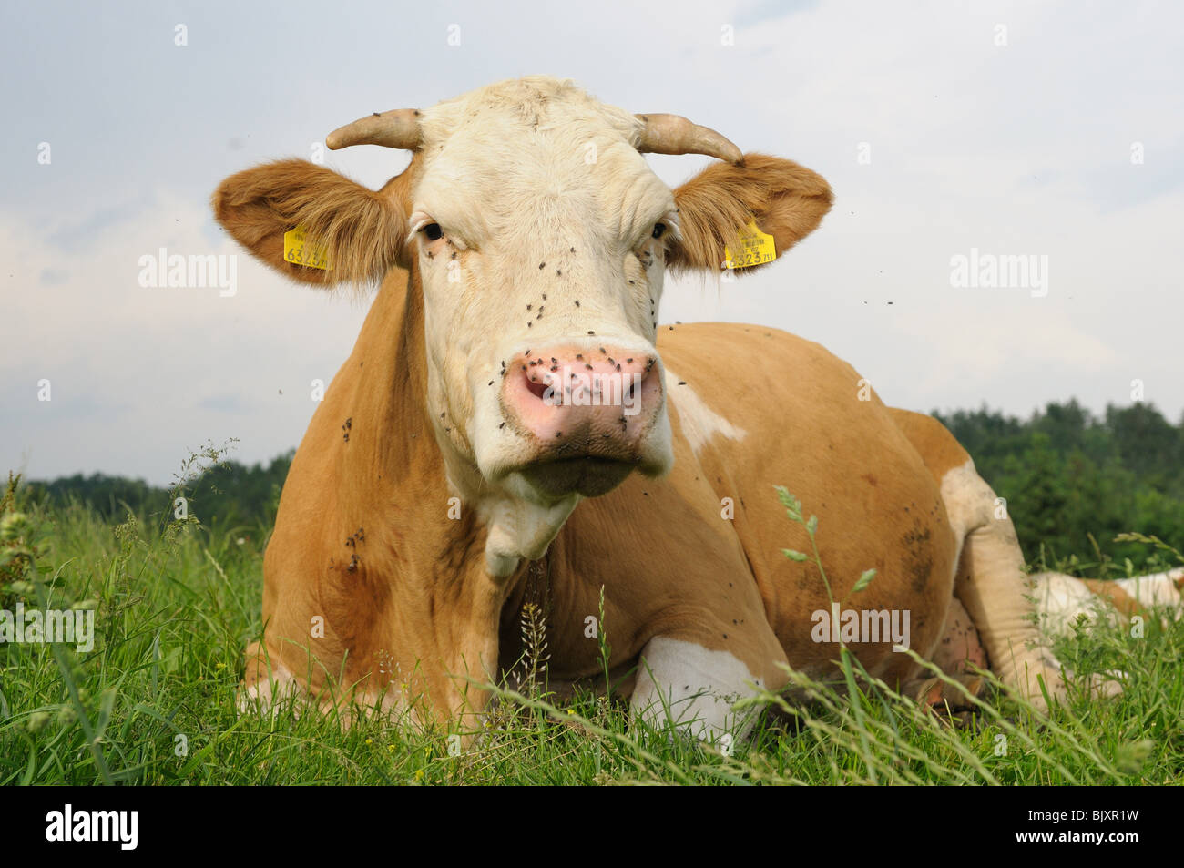 Cow frontal hi-res stock photography and images - Alamy