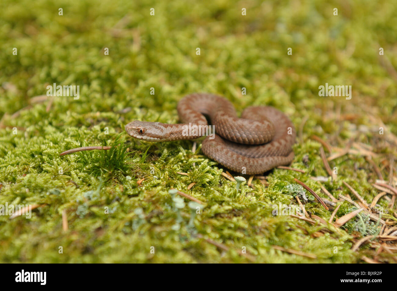 Viperinae hi-res stock photography and images - Alamy