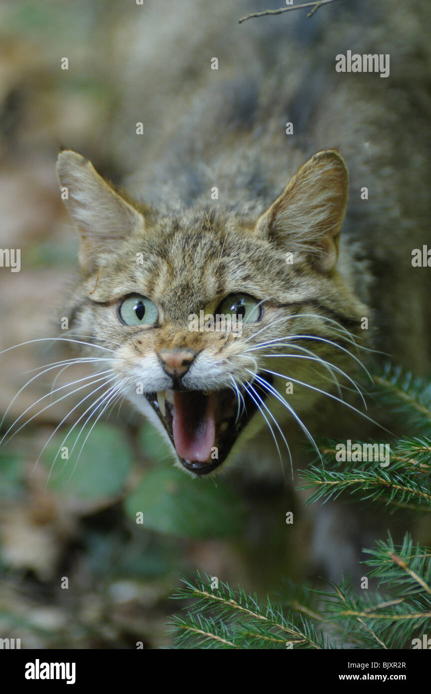 Feral cat prey hi-res stock photography and images - Alamy