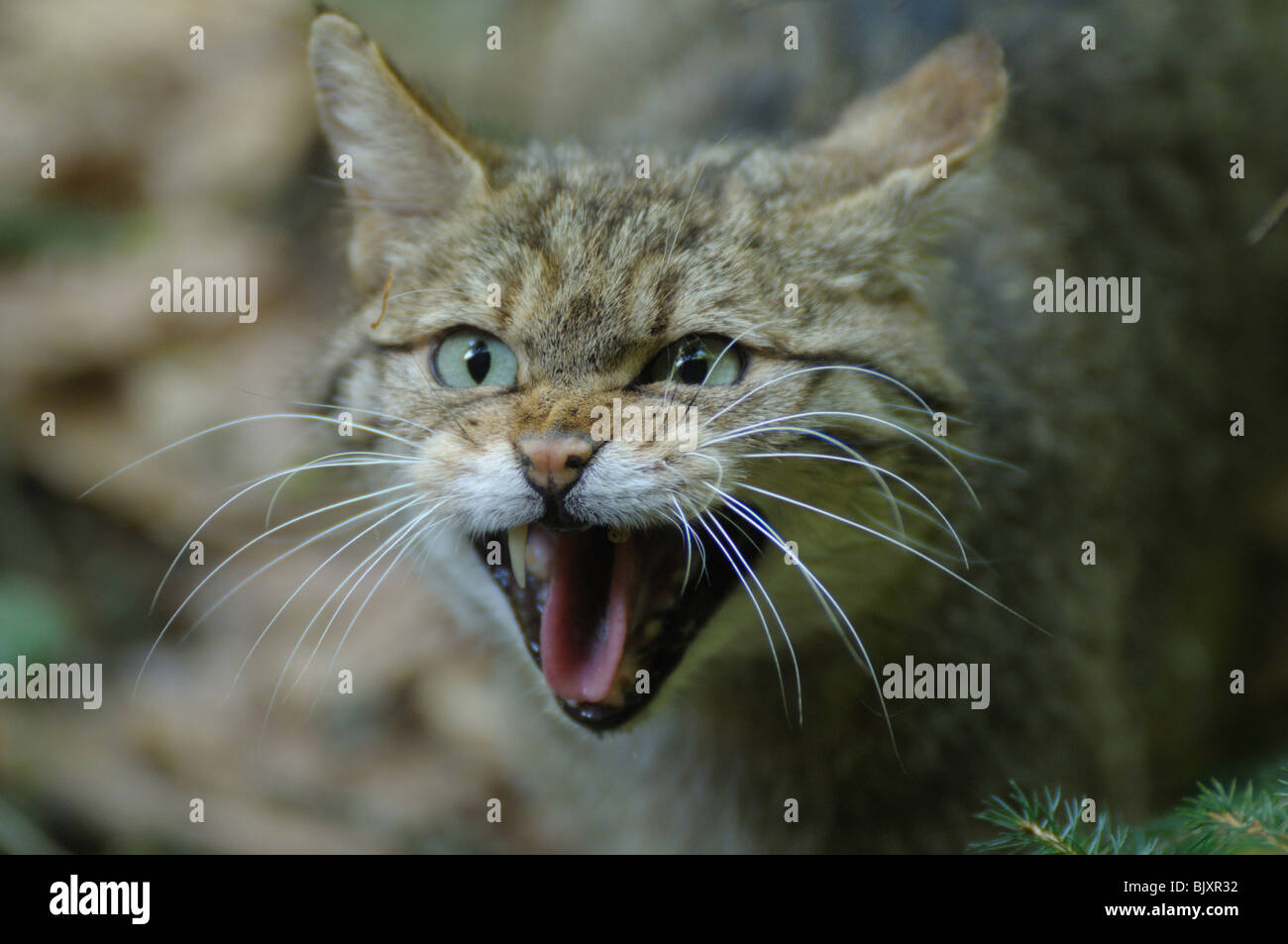 Cat feral aggression hi-res stock photography and images - Alamy
