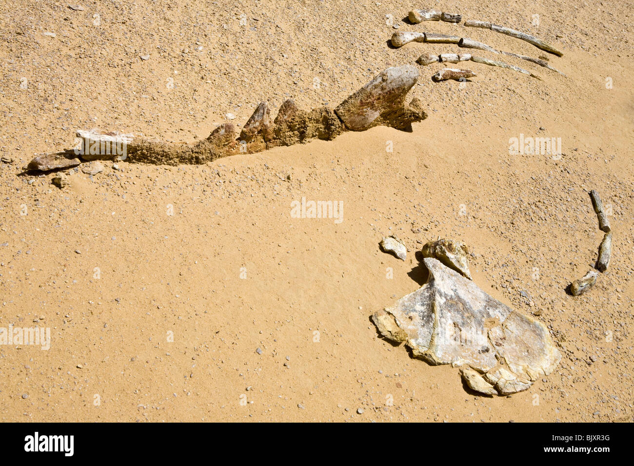 Fossilised bones of ancient whales in the Valley of The Whales, Wadi El-Hitan, Western Desert of ...