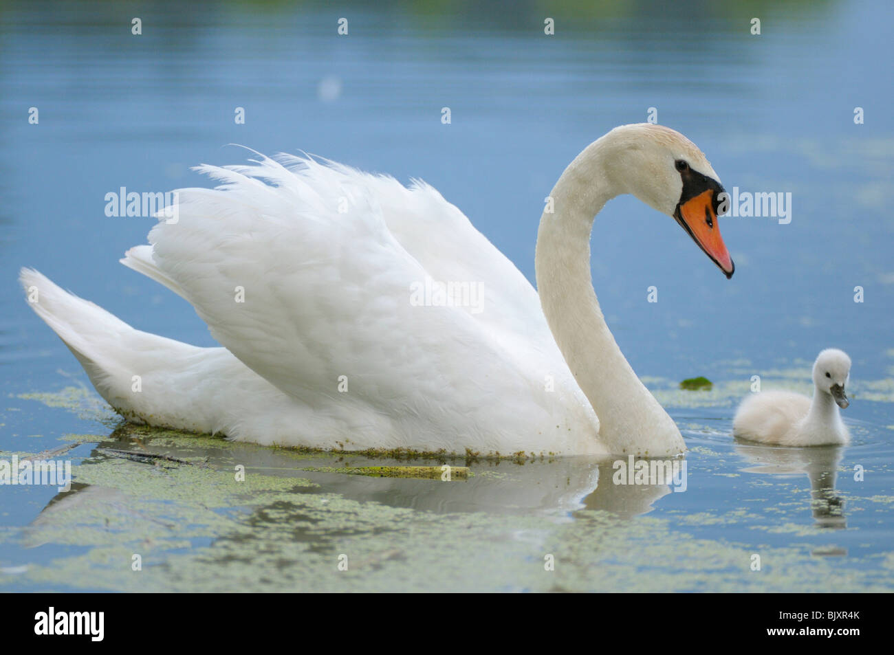 Immature swans hi-res stock photography and images - Alamy