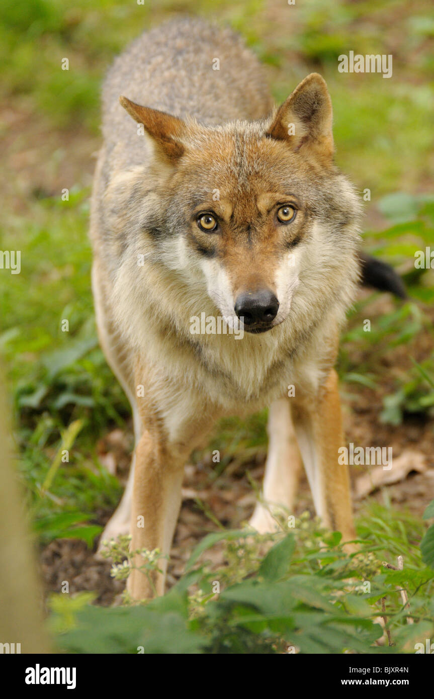 Graywolves hi-res stock photography and images - Alamy