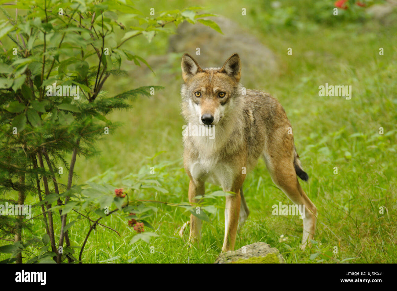 Greywolves hi-res stock photography and images - Alamy