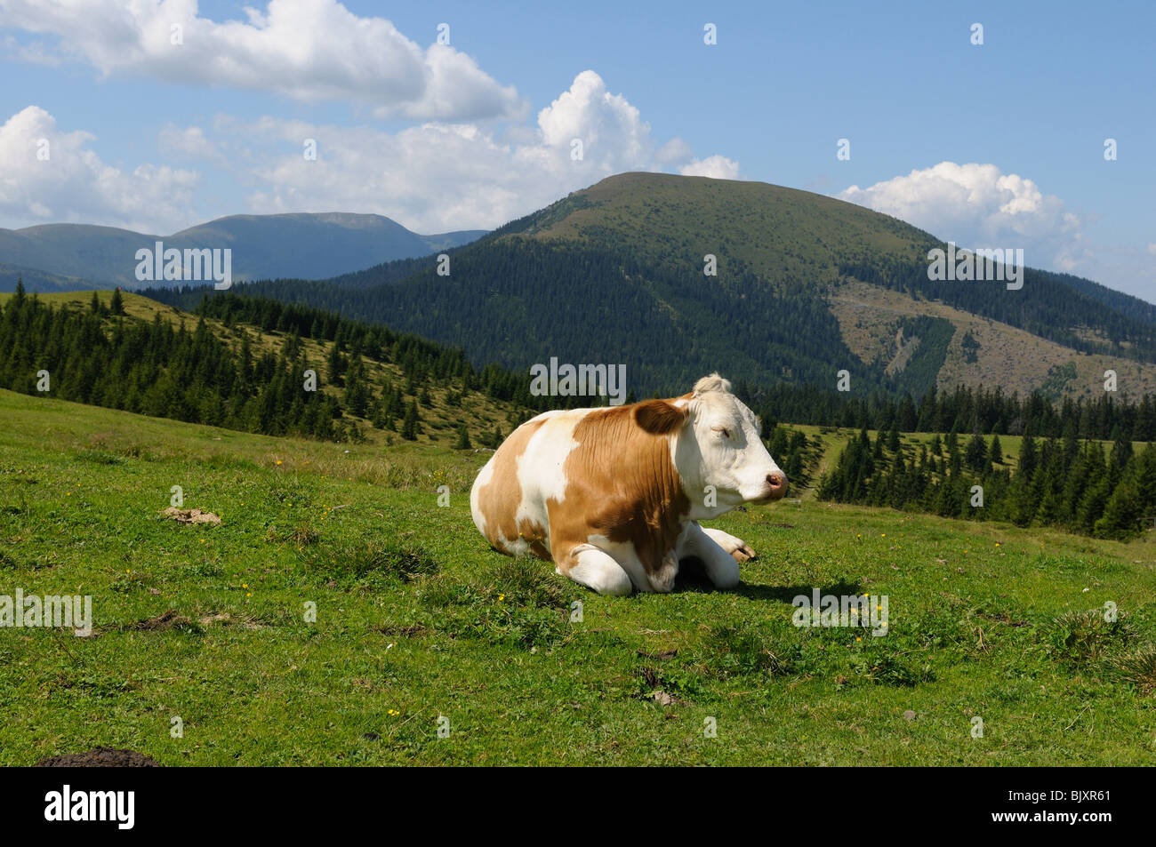 simmental breed cattle Stock Photo - Alamy