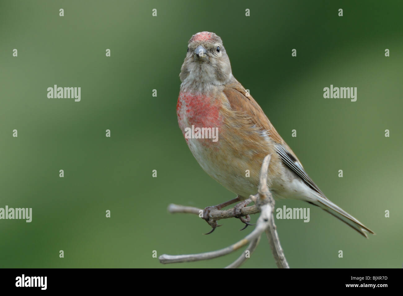 Eurasian linnets hi-res stock photography and images - Alamy