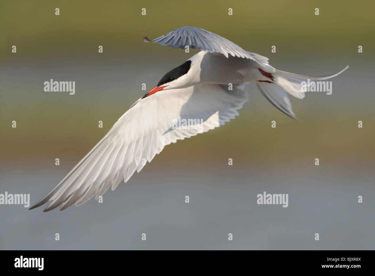 Common terns in flight hi-res stock photography and images - Alamy