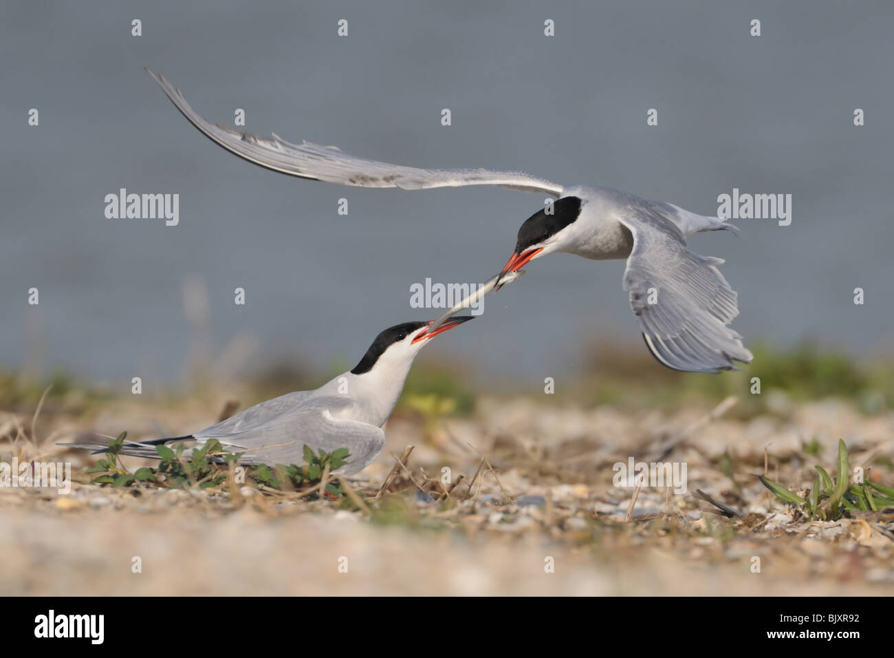 Common terns in flight hi-res stock photography and images - Alamy