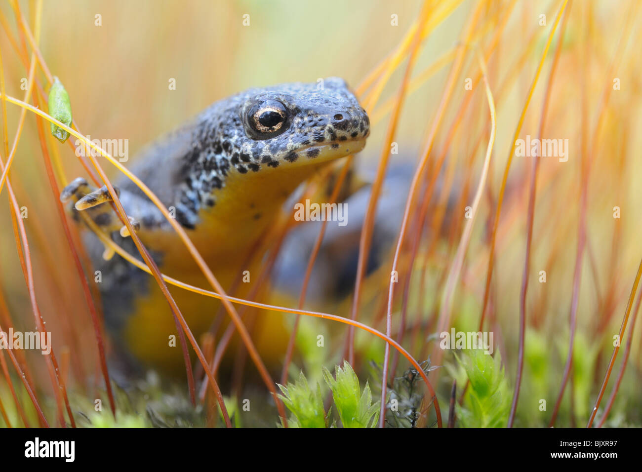 Common efts hi-res stock photography and images - Alamy