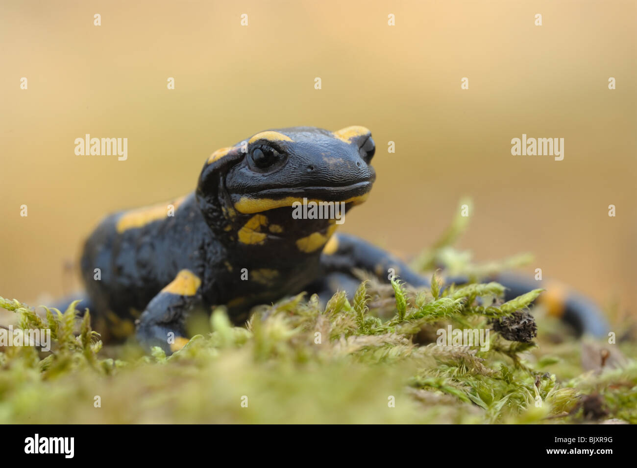 Yellow spotted salamanders hi-res stock photography and images - Alamy