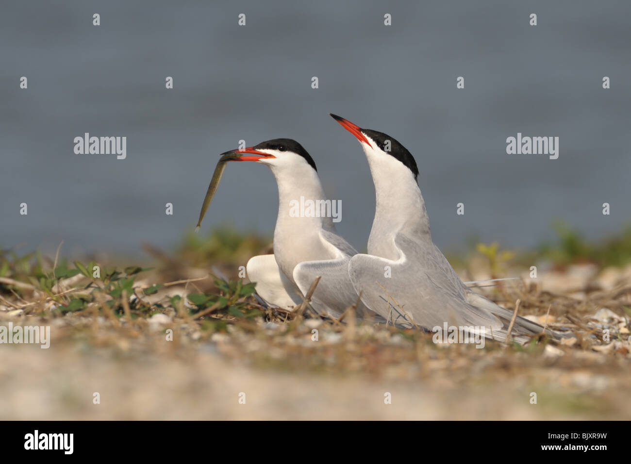 Several terns hi-res stock photography and images - Alamy