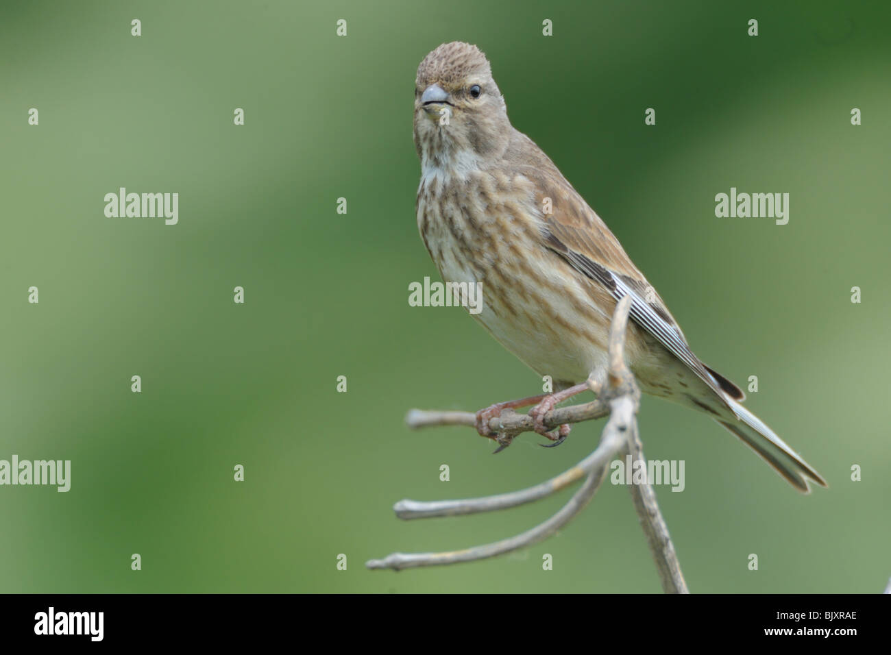 Landscape format linnet hi-res stock photography and images - Alamy