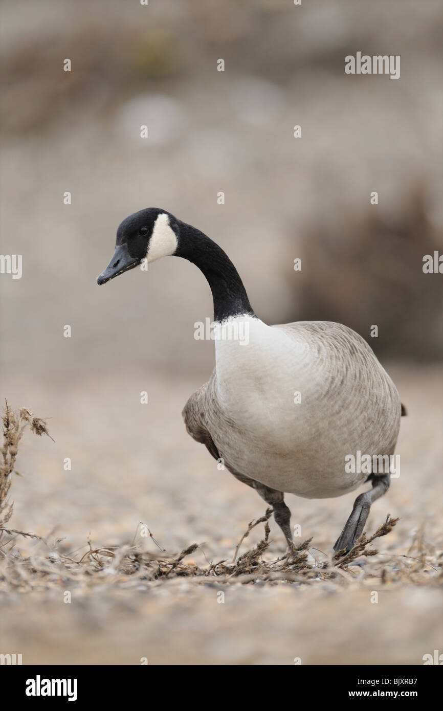 Canada goose canadensis adult walking hi-res stock photography and ...