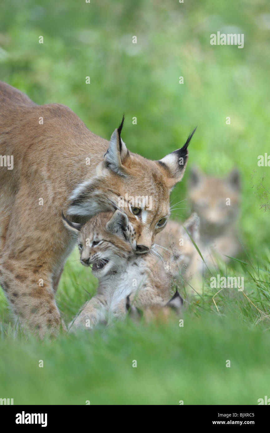 Eurasian lynx lynx lynx group hi-res stock photography and images - Alamy