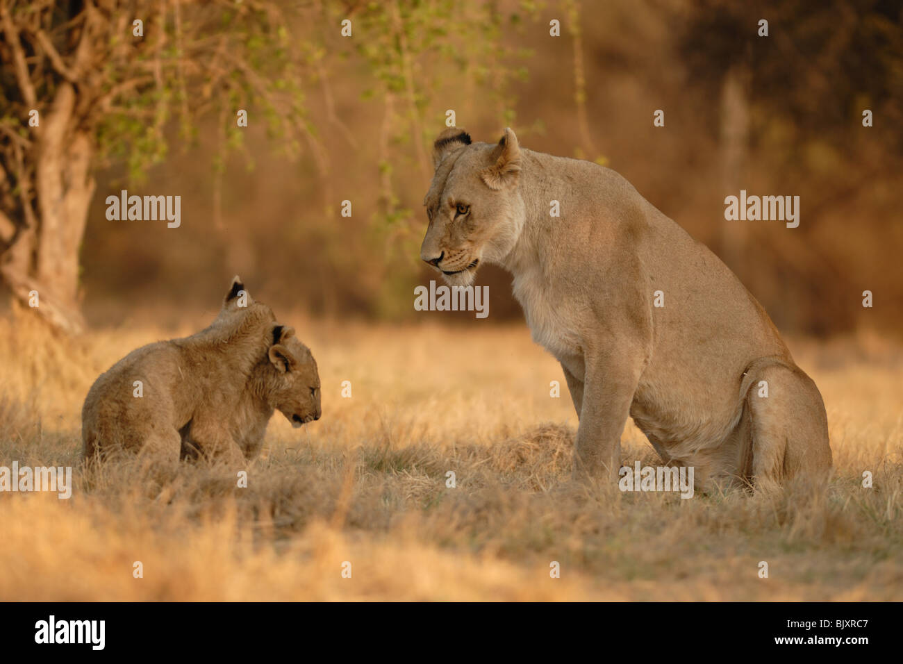Lioness sitting side view hi-res stock photography and images - Alamy