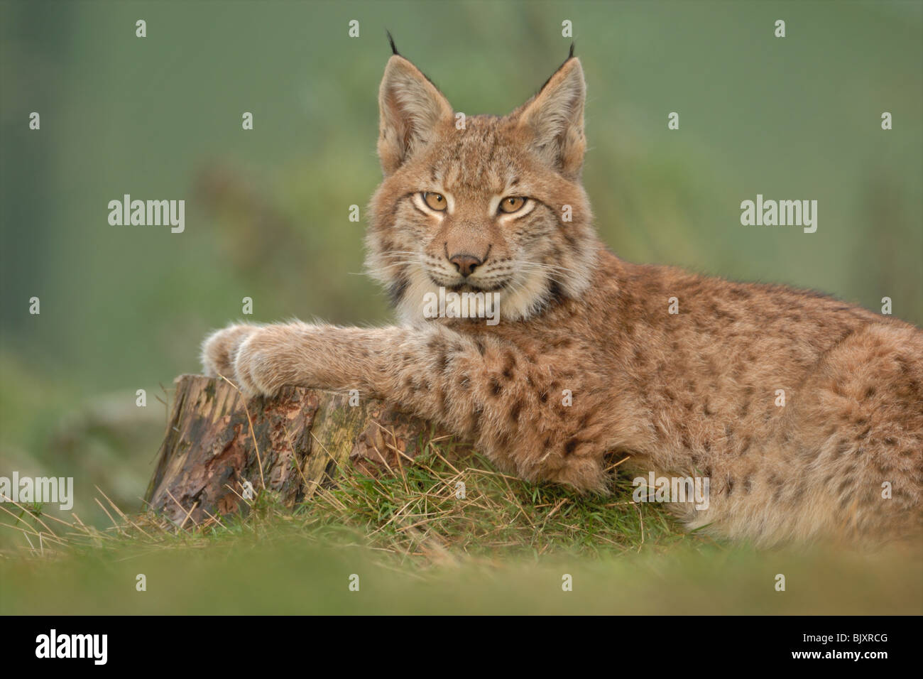 Eurasian lynx lynx lynx lying the grass hi-res stock photography and ...