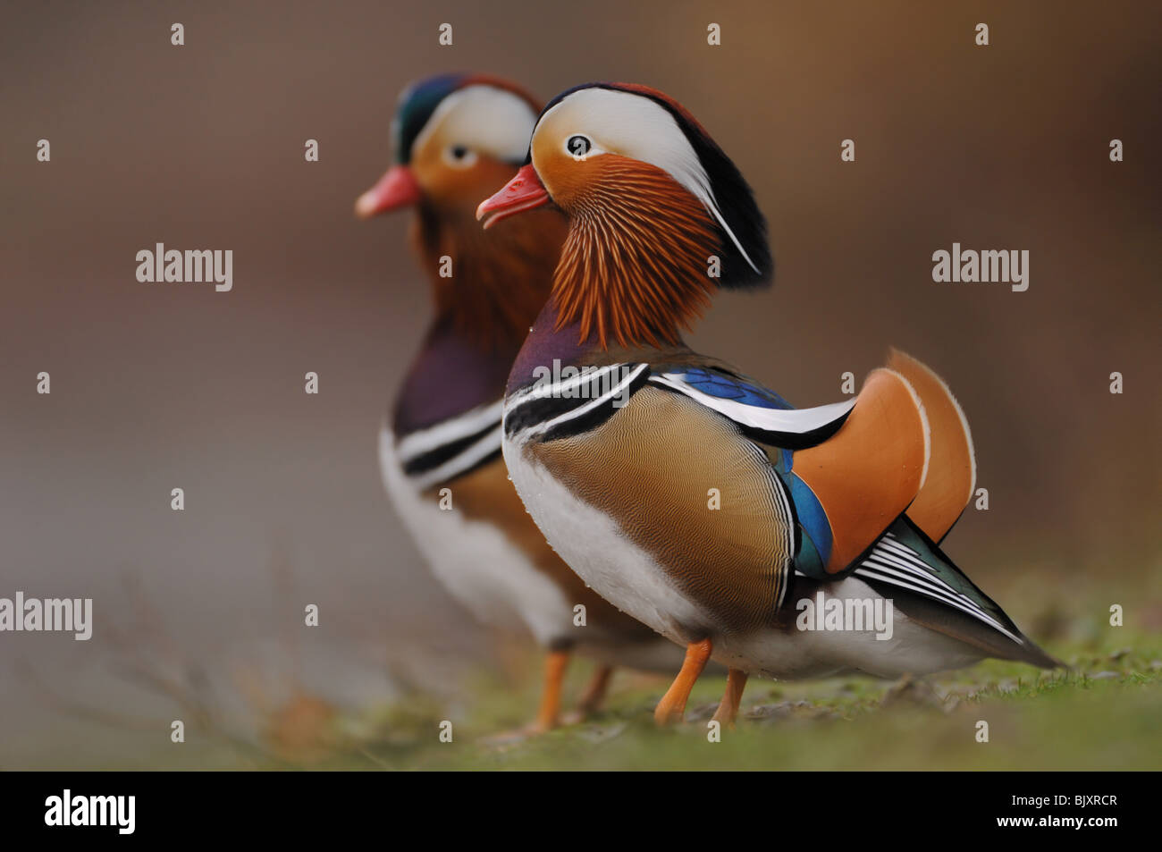 Two mandarin drakes hi-res stock photography and images - Alamy