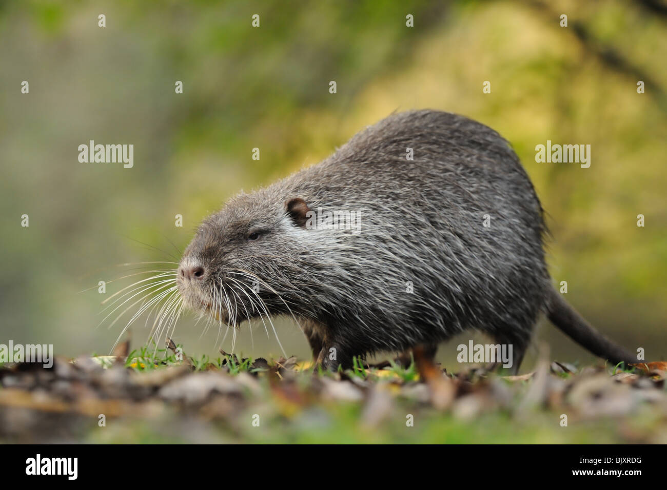 Walking nutria myocastor coypus hi-res stock photography and images - Alamy