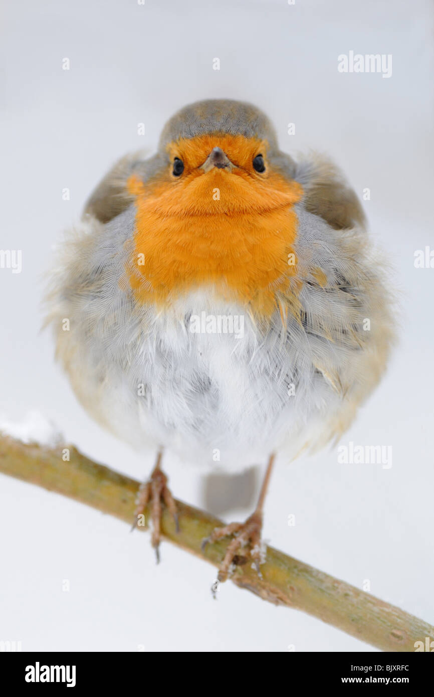Robins eye hi-res stock photography and images - Alamy