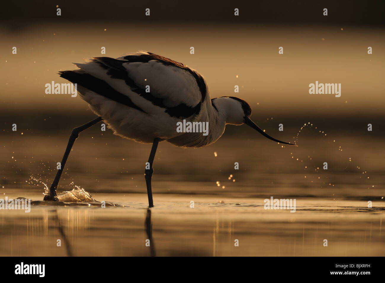 Avocet splashing water hi-res stock photography and images - Alamy