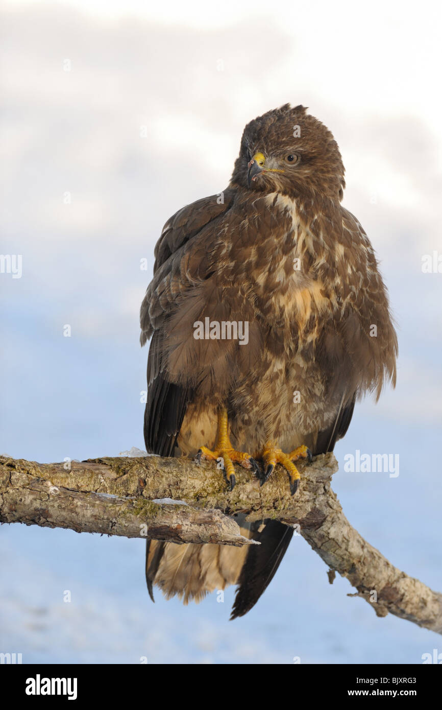 Buzzard size hi-res stock photography and images - Alamy