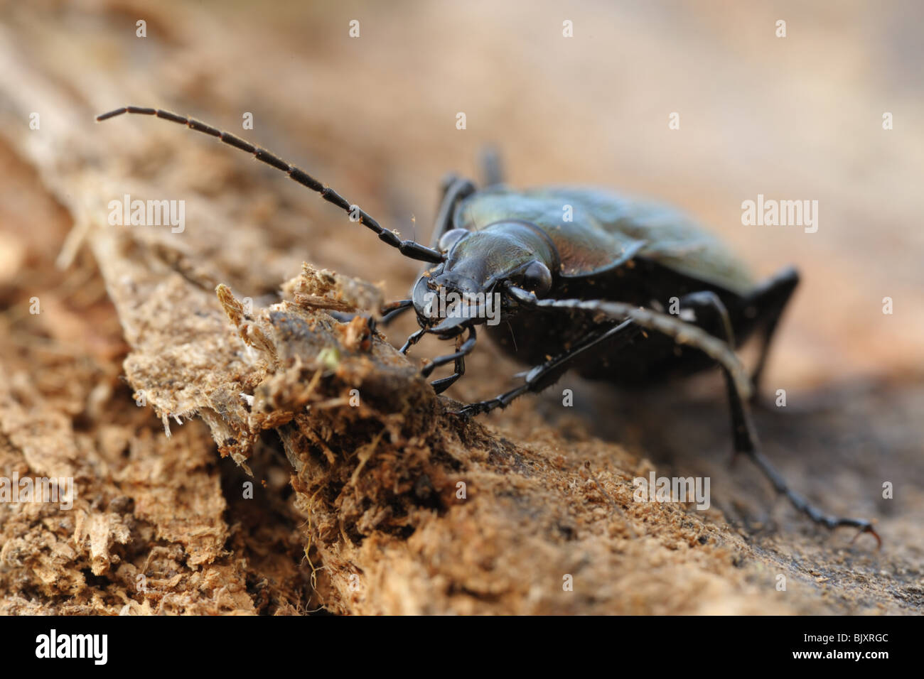 Predatory ground beetles hi-res stock photography and images - Alamy