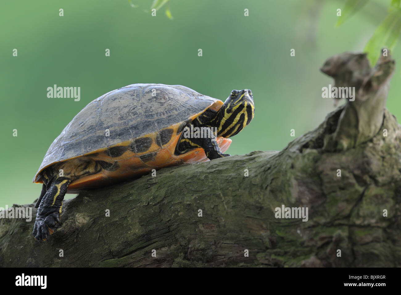 Yellow bellied cooter hi-res stock photography and images - Alamy