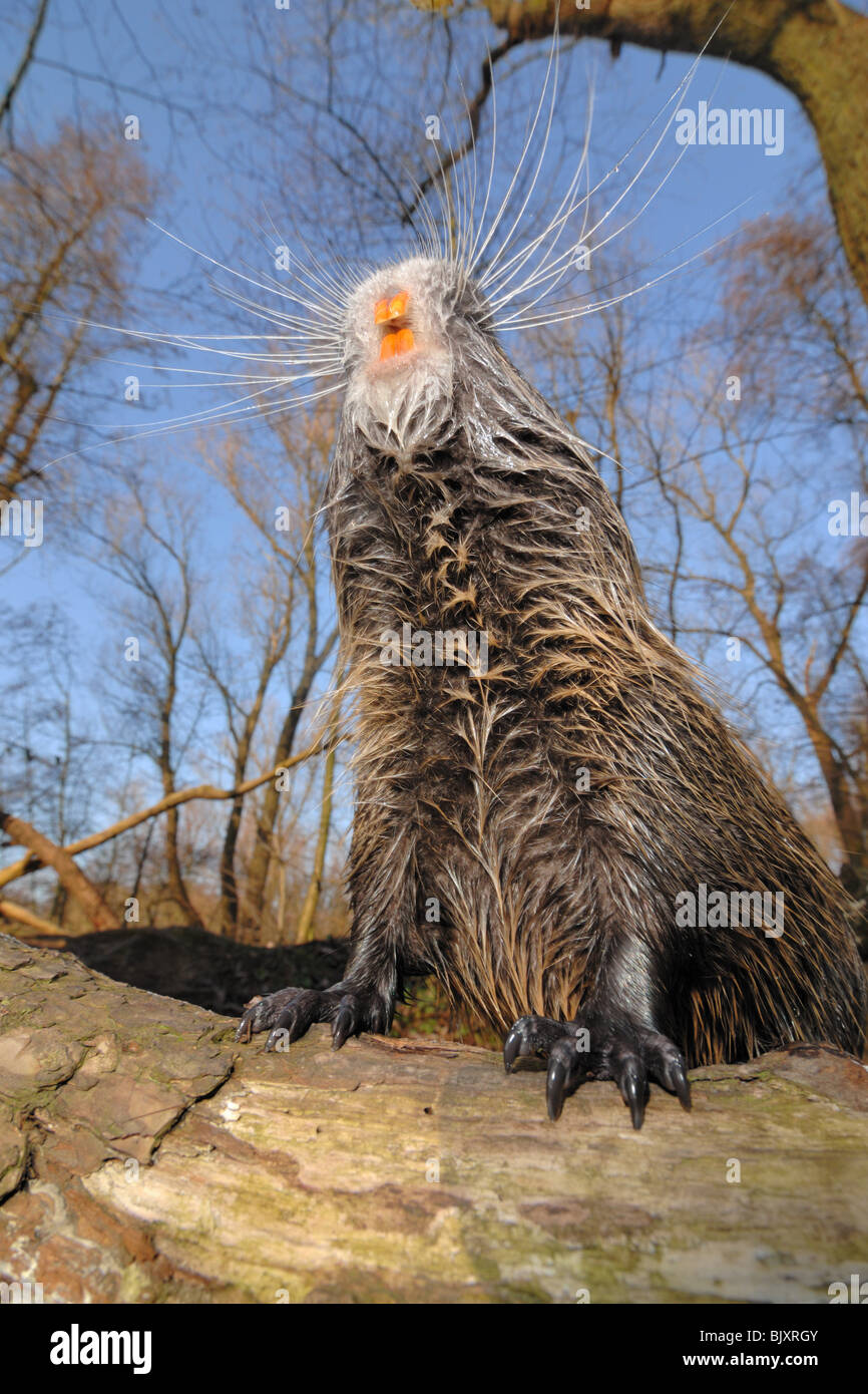 Coypu sun hi-res stock photography and images - Alamy