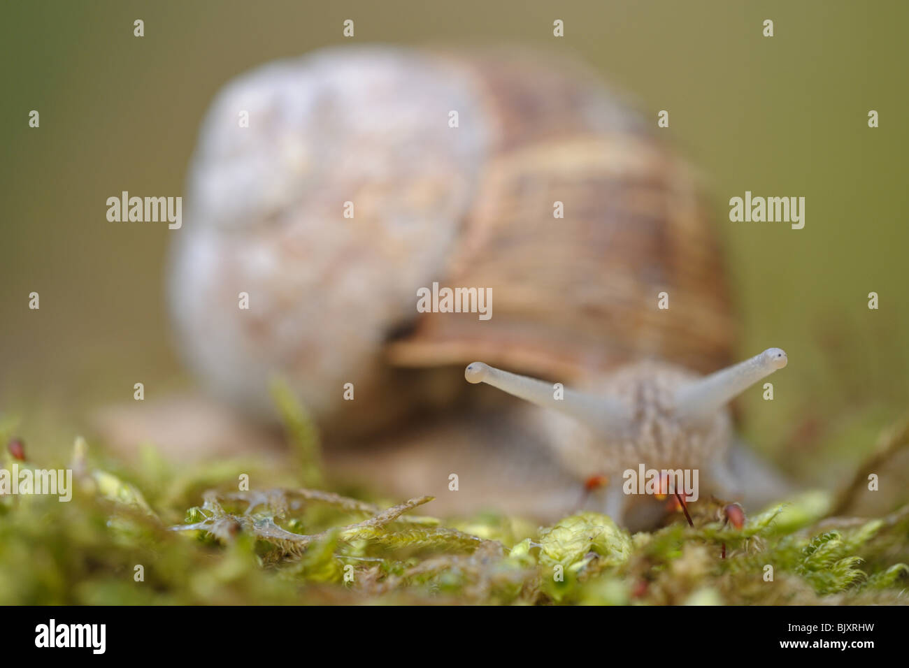 Snails escargot burgundy hi-res stock photography and images - Alamy