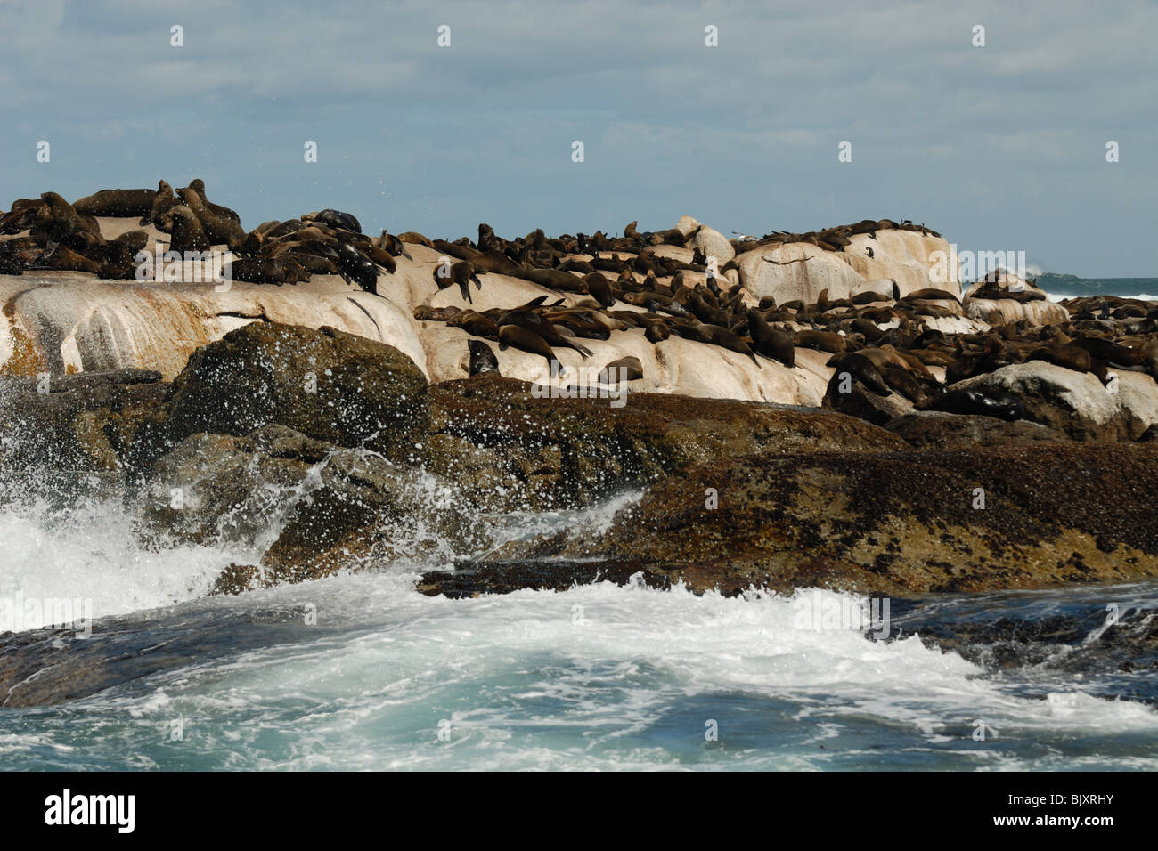 south african sea bears Stock Photo - Alamy