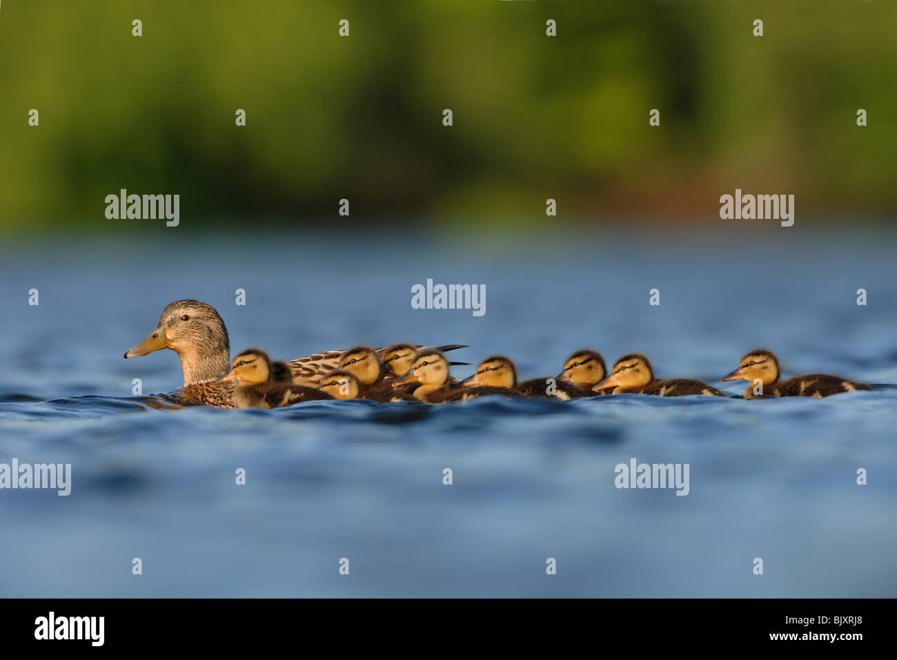 Duck mallard group several swim hi-res stock photography and images - Alamy