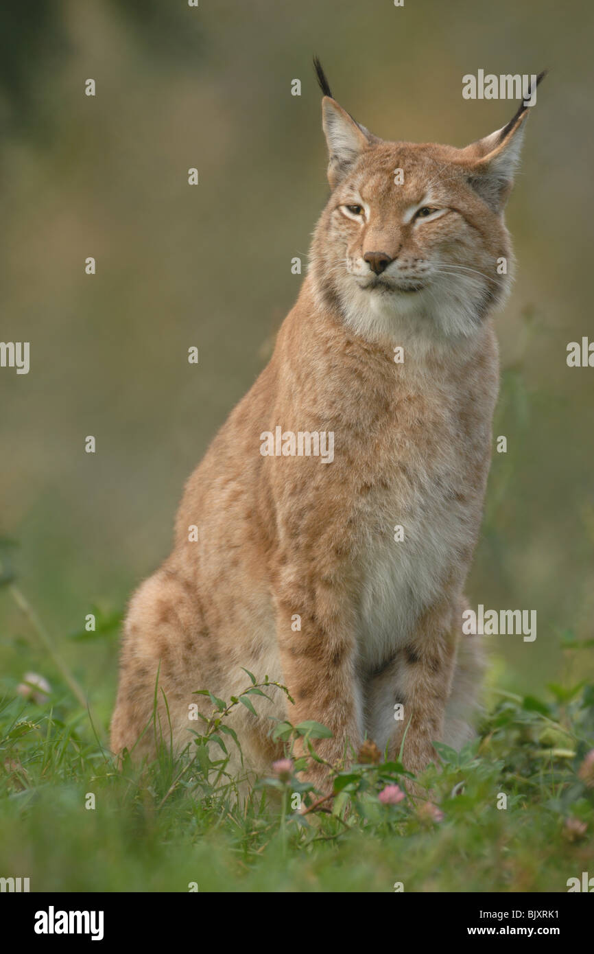 Meadow eurasian lynxes lynx hi-res stock photography and images - Alamy