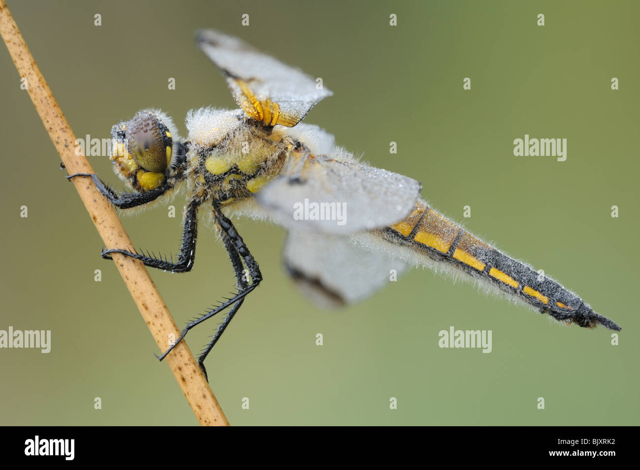 Four lateral hi-res stock photography and images - Alamy