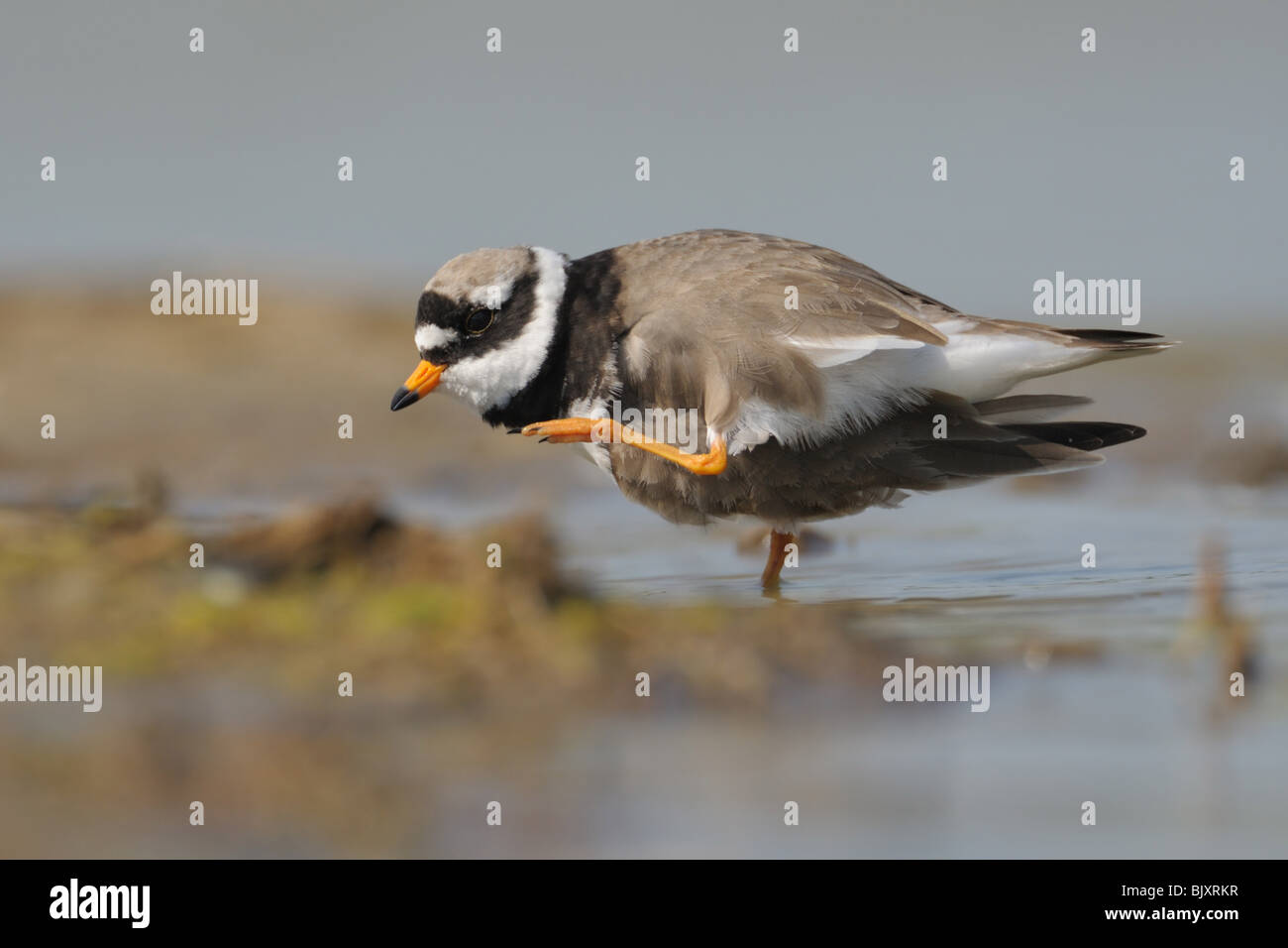 common ringed plover Stock Photo - Alamy