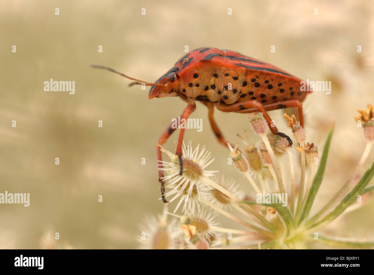 red and black striped stink bug Stock Photo - Alamy