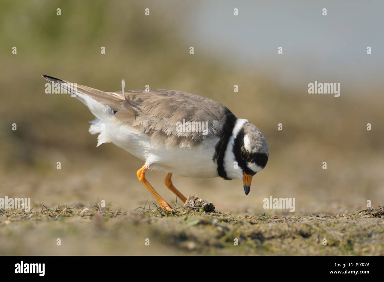 common ringed plover Stock Photo - Alamy