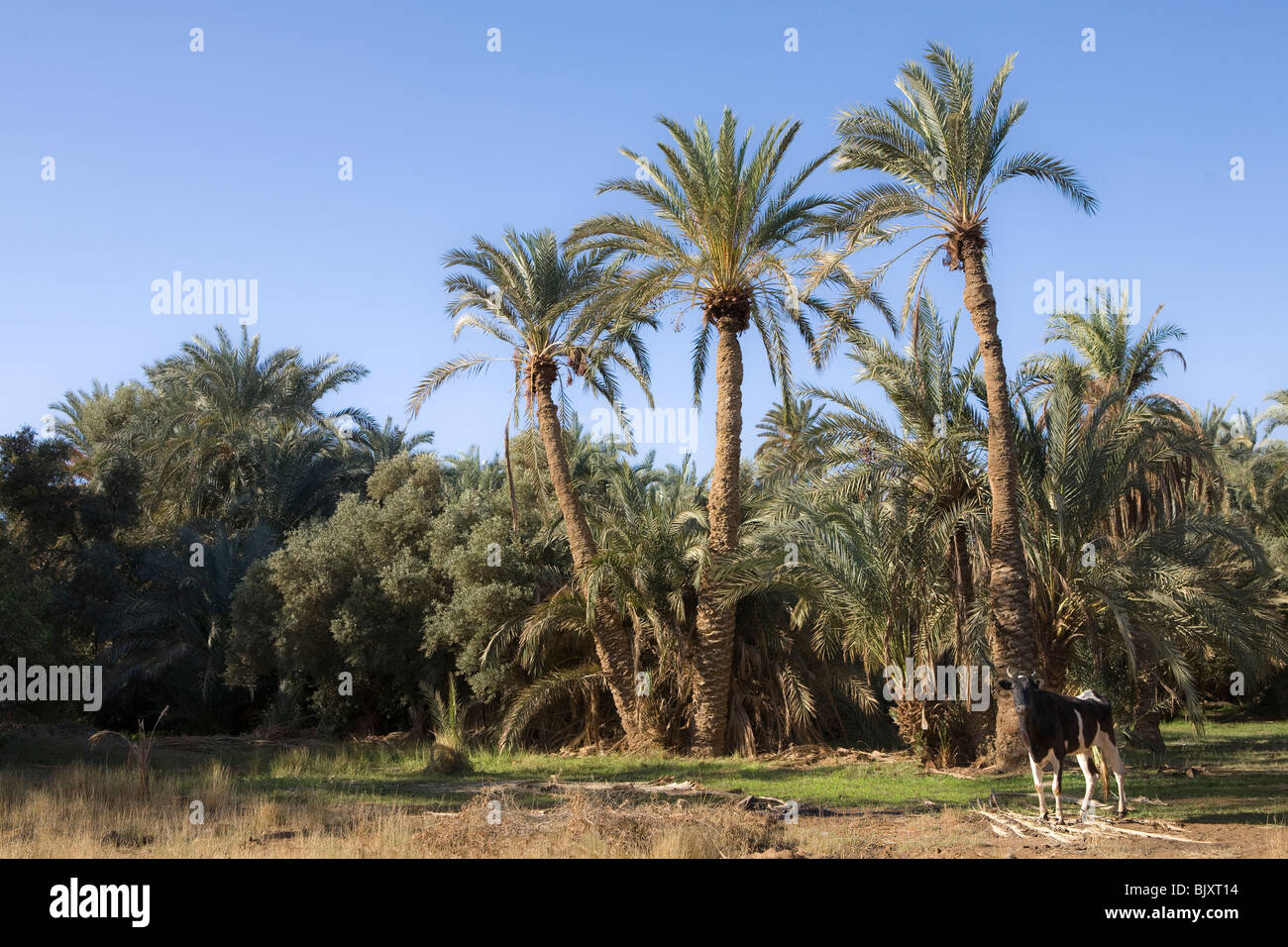 Palm garden and dairy cow in Farafra Oasis, Egypt, North Africa Stock ...