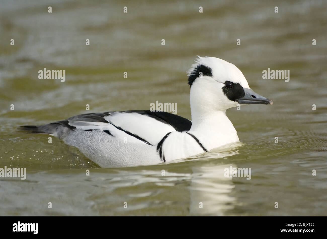 Smew duck hi-res stock photography and images - Alamy