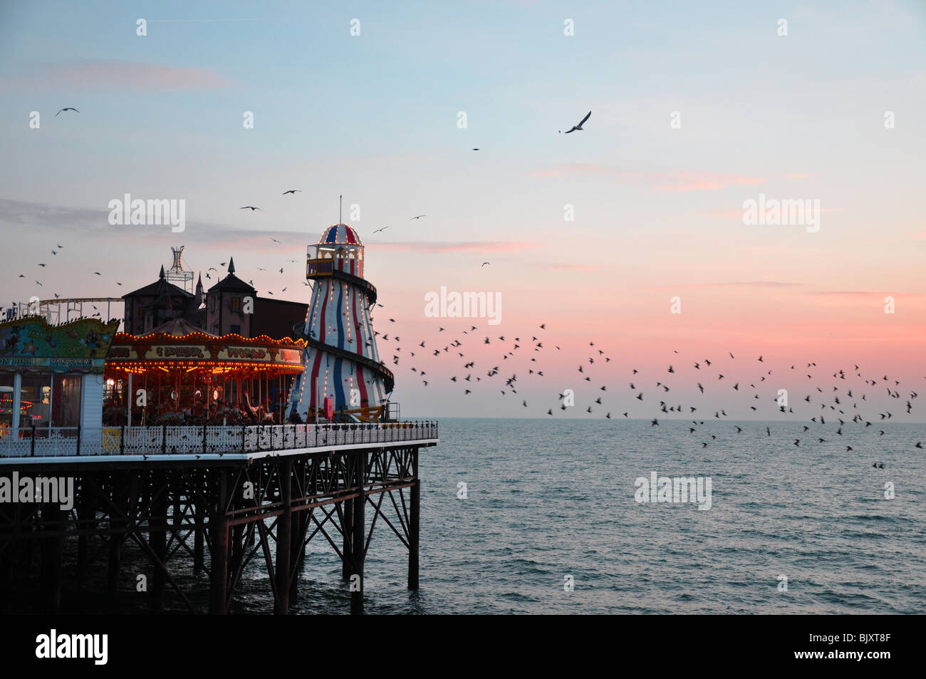 Birds of brighton hi-res stock photography and images - Alamy