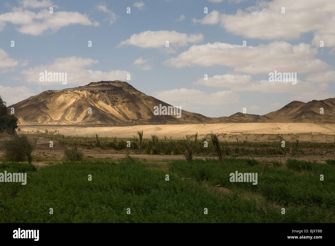 Farming in the Sahara Suda, the Black Desert near Bahariya Oasis ...