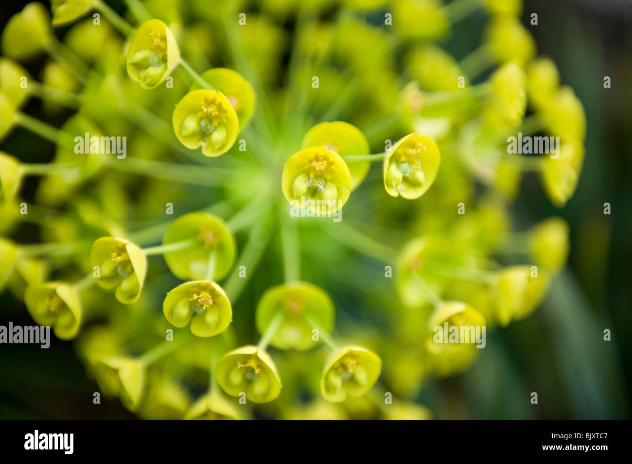 Flora of victoria hi-res stock photography and images - Alamy