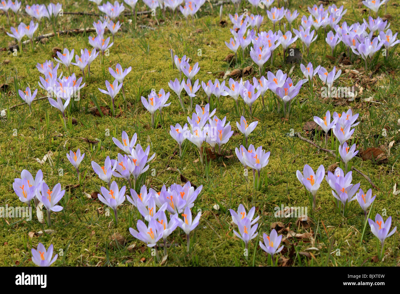 Spring flowering crocuses in parkland Sussex England UK Stock Photo - Alamy